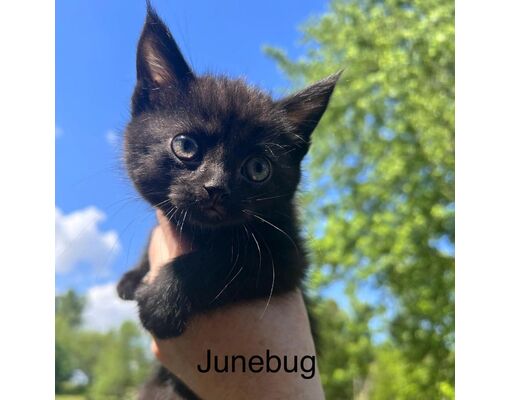 Springfield, OH - Domestic Shorthair. Meet Junebug a Pet for Adoption ...