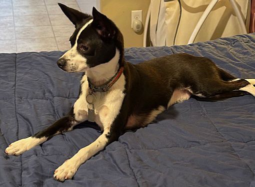Santa Ana, CA - Basenji/Border Collie. Meet Benny or Benji a Pet for ...