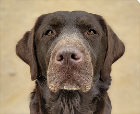 San Ramon, CA - Labrador Retriever. Meet Ellie a Pet for Adoption ...