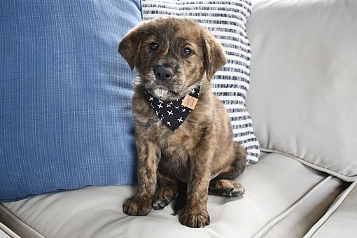 Frisco, TX - Rottweiler/Great Pyrenees. Meet Oscar a Pet for Adoption ...