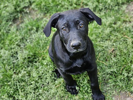 Hayes, VA - Labrador Retriever. Meet Latoya a Pet for Adoption ...