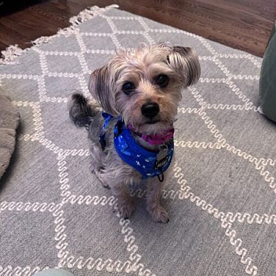 Chicago, IL - Yorkie, Yorkshire Terrier/Toy Poodle. Meet Kooper a Pet ...