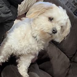 LOS BANOS, CA - Bichon Frise/Miniature Poodle. Meet Lucas a Pet for ...