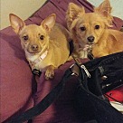 Papillon Puppies - Papillon Rescue and Adoption Near You