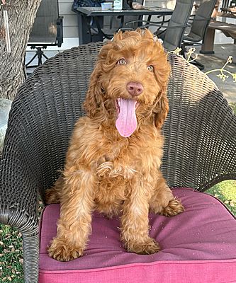 Temecula, CA - Goldendoodle. Meet Royal a Pet for Adoption - AdoptaPet.com