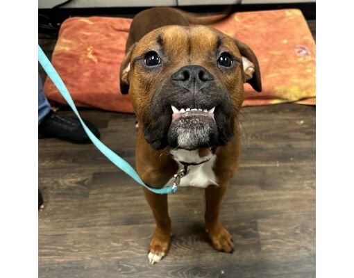 St. Louis, MO - Boxer/Mixed Breed (Medium). Meet Meatball a Pet for ...