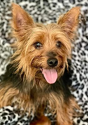 Freeport, NY - Yorkie, Yorkshire Terrier. Meet Tina a Pet for Adoption ...
