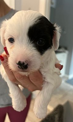 Maynard, MA - Chinese Crested. Meet Freya a Pet for Adoption ...