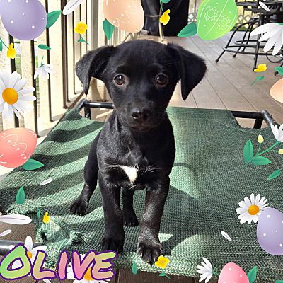 Grove, OK - Yorkie, Yorkshire Terrier/Patterdale Terrier (Fell Terrier ...