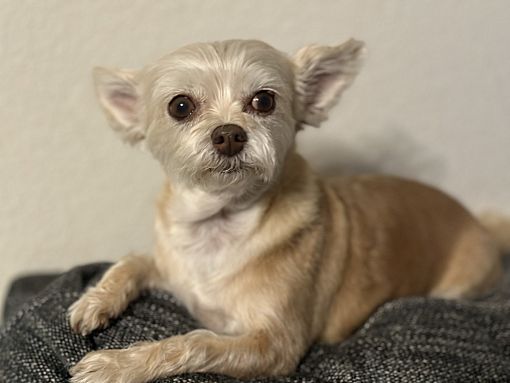 Oakdale, CA - Chihuahua/Lhasa Apso. Meet Eevee a Pet for Adoption ...