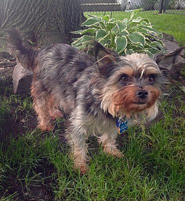 Chicago, IL - Yorkie, Yorkshire Terrier/Cairn Terrier. Meet Mia a Pet ...
