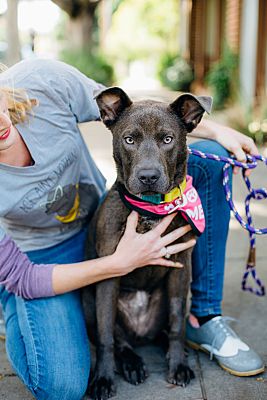 Los Angeles, CA - Weimaraner/Husky. Meet Suki a Pet for Adoption ...