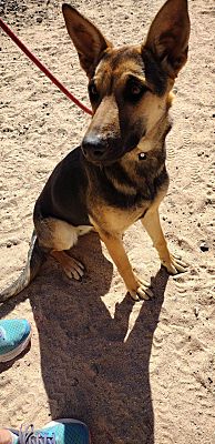 Calexico, CA - Shepherd (Unknown Type). Meet Alice a Pet for Adoption ...