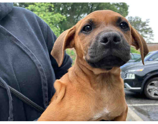 Atlanta, GA - Rhodesian Ridgeback. Meet BENIN a Pet for Adoption ...