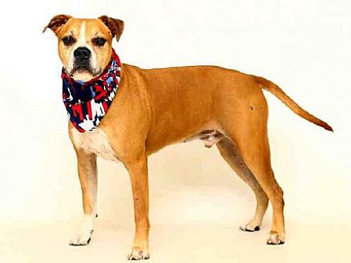 Sanford, FL - Boxer. Meet DIESEL a Pet for Adoption - AdoptaPet.com