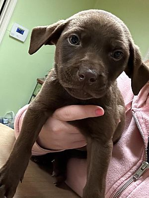 Southbury, CT - Labrador Retriever/Beagle. Meet Juliet a Pet for ...