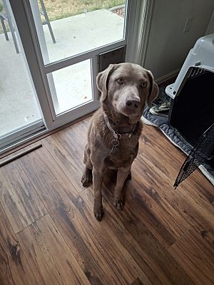 Grand Junction, CO - Labrador Retriever. Meet Apollo a Pet for Adoption ...