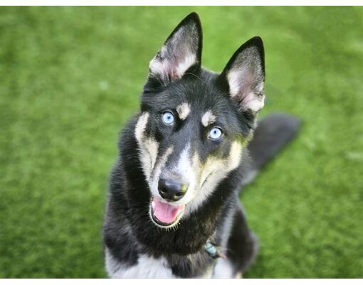 San Jose, CA - Husky. Meet REMMY a Pet for Adoption - AdoptaPet.com