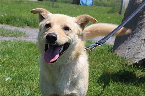 Elyria, OH - Sheltie, Shetland Sheepdog/Labrador Retriever. Meet ...