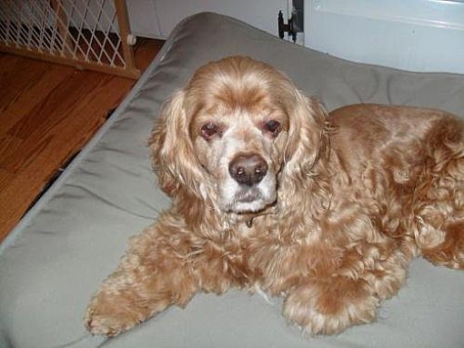 Indianapolis, IN - Cocker Spaniel. Meet Sunshine a Pet for Adoption ...