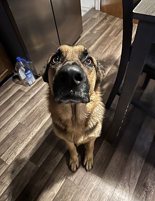 Fostoria, MI - German Shepherd Dog. Meet Joro a Pet for Adoption ...