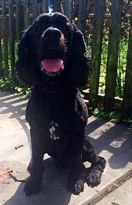 Flushing, NY - Cocker Spaniel. Meet Nicky a Pet for Adoption ...