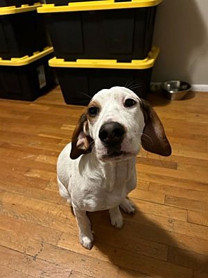 NYC, NY - English Setter/Beagle. Meet Duke English Setter Beagle mix a ...