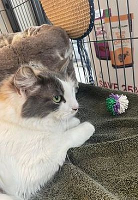 Toronto, ON - Domestic Shorthair. Meet Adler a Pet for Adoption ...