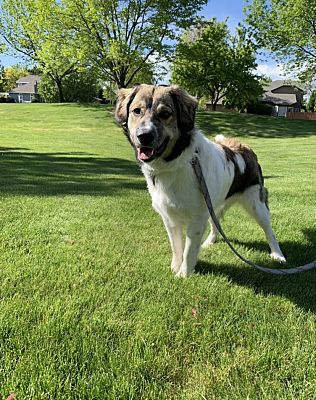 Boise, ID - Great Pyrenees/Border Collie. Meet Moose a Pet for Adoption ...