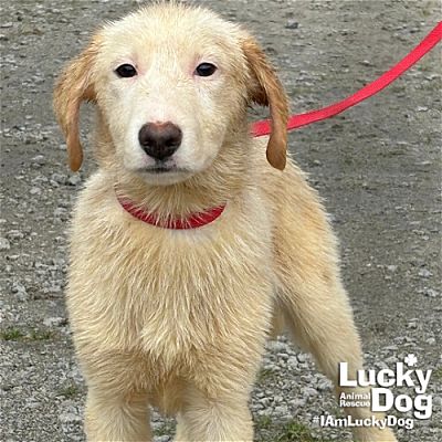 Washington, DC - Sheltie, Shetland Sheepdog/Golden Retriever. Meet ...