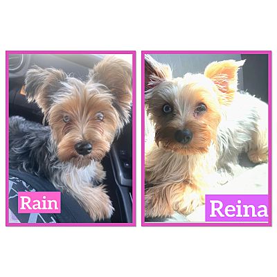 Eugene, OR - Yorkie, Yorkshire Terrier. Meet Reina and Rain a Pet for ...