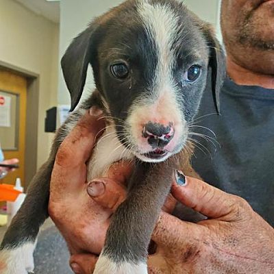 Cumberland, RI - Terrier (Unknown Type, Small). Meet Riley a Pet for ...