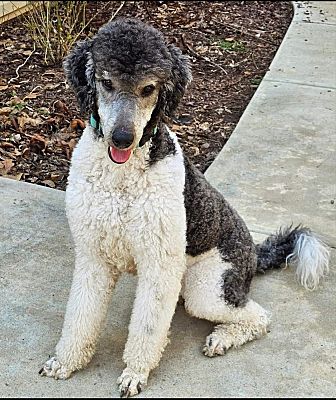 Gillsville, GA - Poodle (Standard). Meet Jester Poodle a Pet for ...