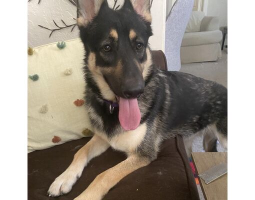 Pittsburgh, PA - German Shepherd Dog/Mixed Breed (Large). Meet Nora a ...