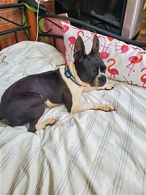 Charlotte, NC - Boston Terrier. Meet Trixie a Pet for Adoption ...