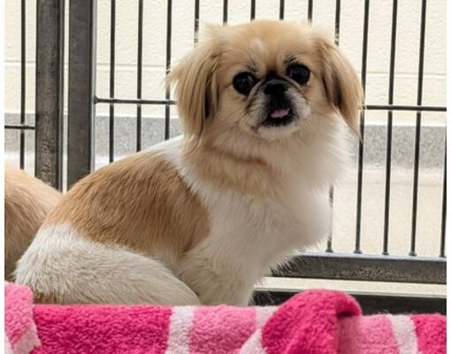 Virginia Beach, VA - Pekingese/Mixed Breed (Medium). Meet Minnie a Pet ...