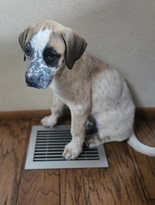 Rancho Cucamonga, CA - Boxer. Meet Polka a Pet for Adoption - AdoptaPet.com