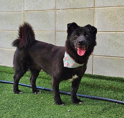 Toronto, ON - Jindo/Corgi. Meet Scotty a Pet for Adoption - AdoptaPet.com