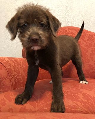 Pittsburgh, PA - Wirehaired Pointing Griffon/Labrador Retriever. Meet ...
