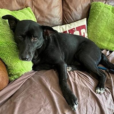 Lakeland, FL - Labrador Retriever. Meet Virginia a Pet for Adoption ...