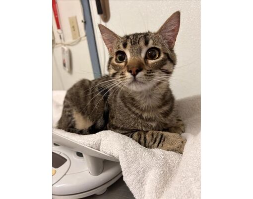 Hayward, CA - Domestic Shorthair. Meet KISHU a Pet for Adoption ...