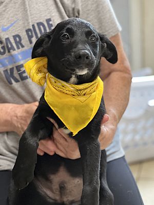 Sparta, NJ - Norwegian Elkhound/Labrador Retriever. Meet Pine a Pet for ...