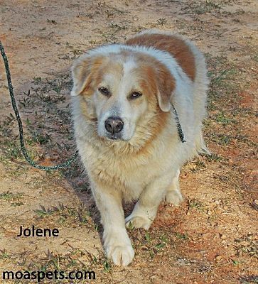 Danielsville, GA - Great Pyrenees/Corgi. Meet Jolene a Pet for Adoption ...