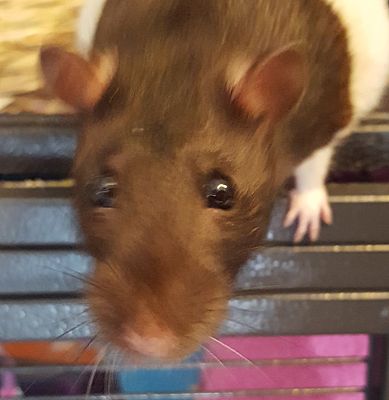 St. Paul, MN - Rat. Meet Marietta a Pet for Adoption - AdoptaPet.com