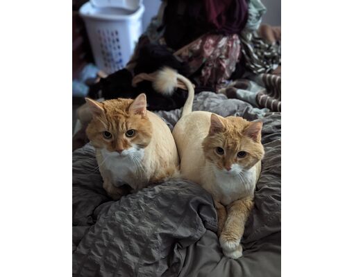 Westport, MA - Maine Coon. Meet Fox and Petey a Pet for Adoption ...