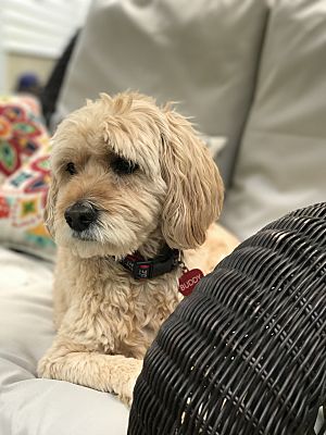 Fredericksburg, VA - Cockapoo. Meet Buddy a Pet for Adoption - AdoptaPet.com