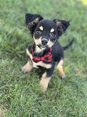 Phoenix, AZ - Papillon/Miniature Pinscher. Meet Ozzie a Pet for ...
