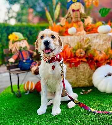 New York, NY - Fox Terrier (Wirehaired)/Terrier (Unknown Type, Small ...