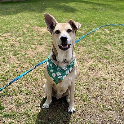 Boston, MA - Labrador Retriever. Meet Estella a Pet for Adoption ...