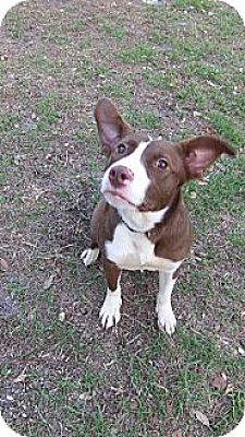Orlando, FL - Border Collie/Pit Bull Terrier. Meet Kora a Pet for ...